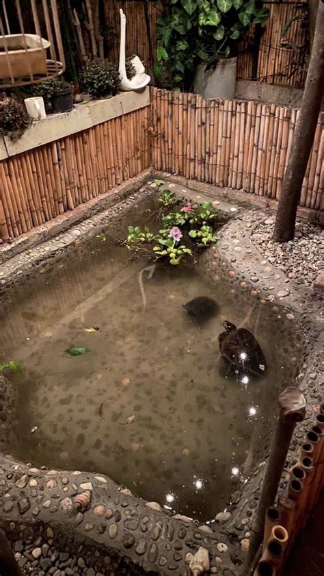 Indoor Turtle Tank Setup Ideas For An Awesome Home Aquarium Reptiles