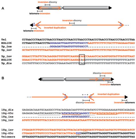 Complex Junctions From Egl106 And 18q 65c Insertion Orientation −