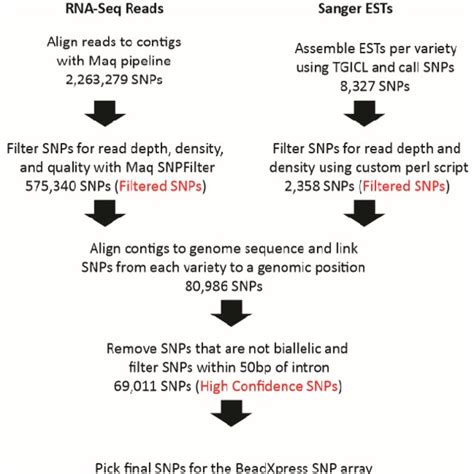 The Workflow Of Snp Discovery In Potato Transcriptomes And Design Of