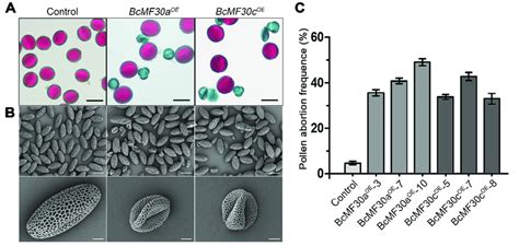 Spatiotemporal Expression Patterns Of Bcmf30a And Bcmf30c
