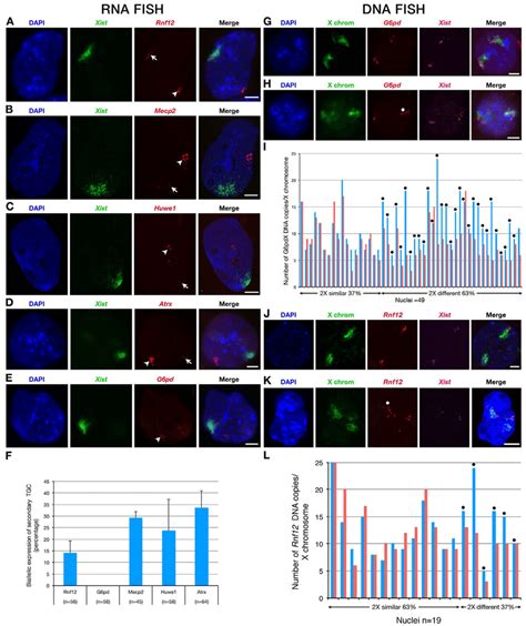X Inactivation Status Of Secondary Female Tgcs Derived From E7 Epcs