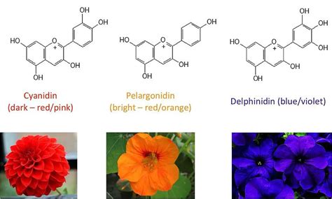 ¿cuál Es La Diferencia Entre Antocianinas Y Antoxantinas