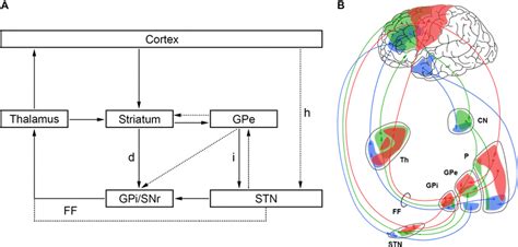 Schematic Representation Of Cortico Striato Thalamo Cortical Cstc