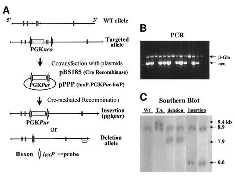 Site Specific Es Cell Insertion And Excision By Cre Recombinase Loxp