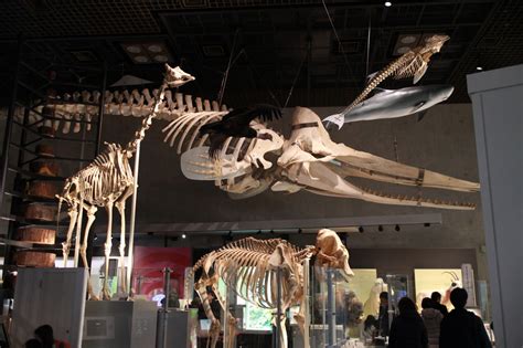 【恐竜博をディープに楽しむ】 国立科学博物館で恐竜めぐり（常設展＆特別展）、ティラノ＆スピノに圧巻！ Playlife [プレイライフ]