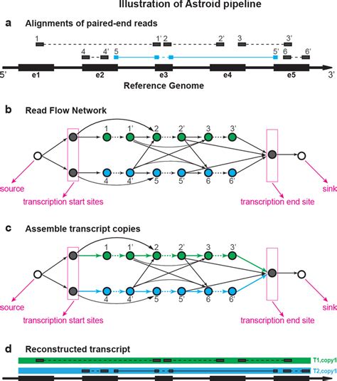 Alignments Of The Sequenced Paired End Rna Seq Reads On The Reference