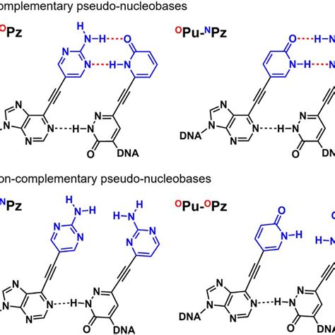 Plausible Interaction Modes Between The Alkynylated Purine And