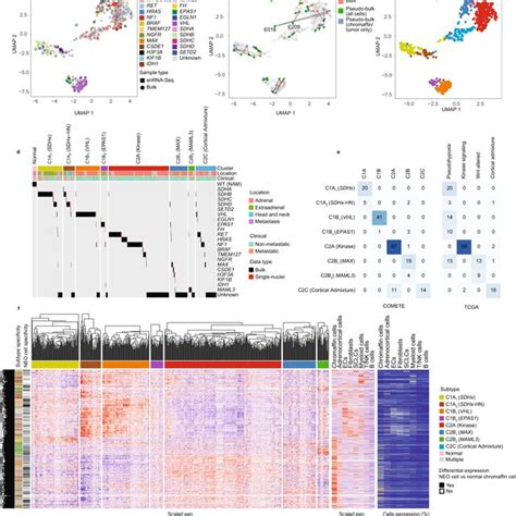 Snrna Seq For Cell Type Identification Inferred Copy Number Analysis