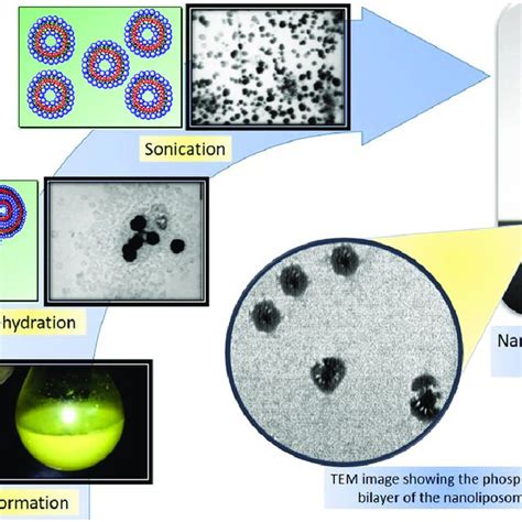 Schematic Representation Of The Encapsulation Process Download