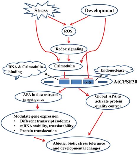 Biomolecules Special Issue Rna Binding Proteins—structure Function