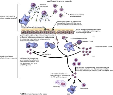 The Pathogen Host Interaction Following Inhalation Of Infectious