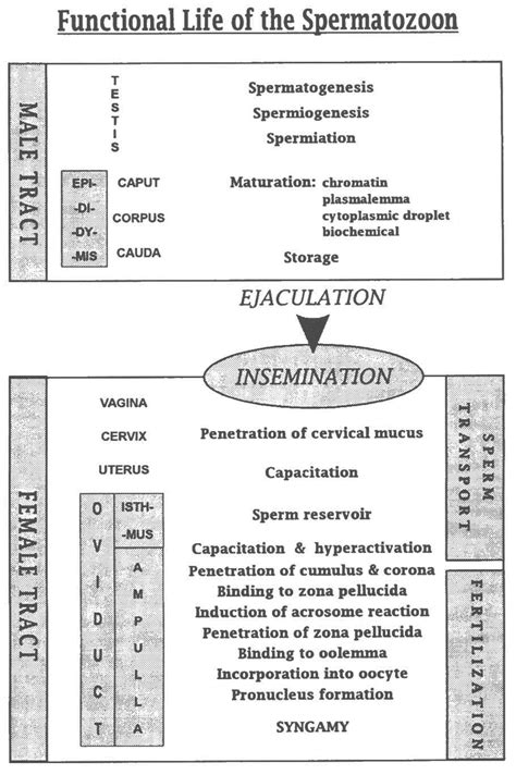Diagrammatic Representation Of The Functional Life Of The Human