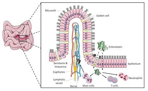 Toxins Free Full Text Staphylococcal Enterotoxin C—an Update On Sec