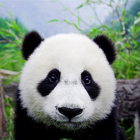 panda bears look like people in panda bear costumes ign boards