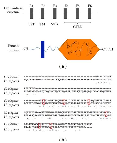 Evolutionary Conserved Characteristics Of C Type Lectin Like Receptors