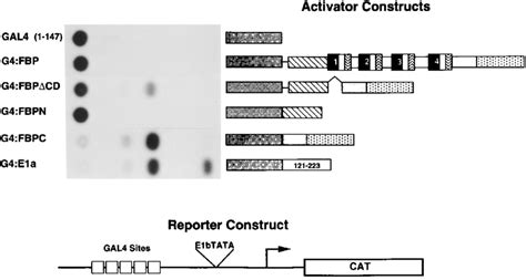The Carboxyl Terminal Region Of Fbp Is A Potent Activation Domain The