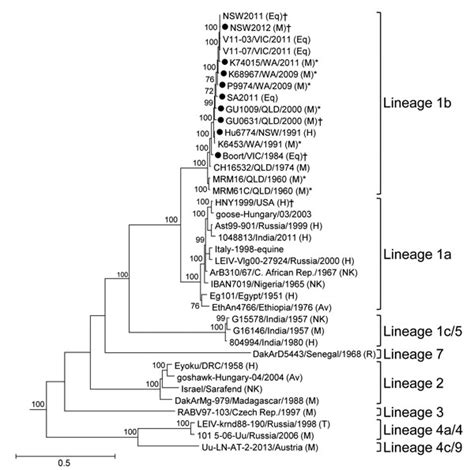 figure 4 virulence and evolution of west nile virus australia 1960