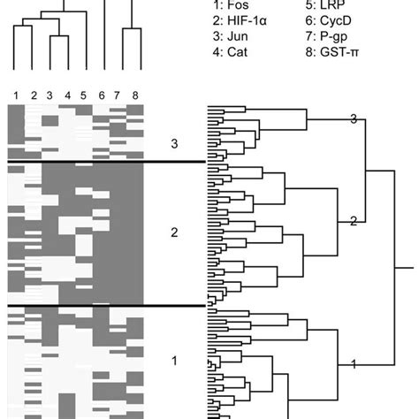Dendrograms And Clustered Image Map Obtained By Hierarchical Cluster
