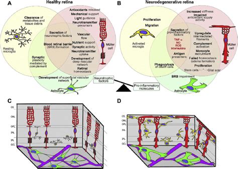 The Role Of Glial Cells In The Retina Schematic Representation Of The