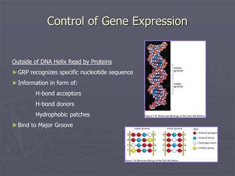 Ppt Chapter 7 Control Of Gene Expression Powerpoint Presentation