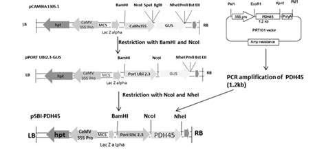 Schematic Diagram Of The Plant Expression Vector Download Scientific