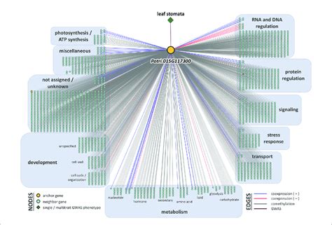 One Hop Multi Omic Network For The Gene Potri 015g117300 Which Was