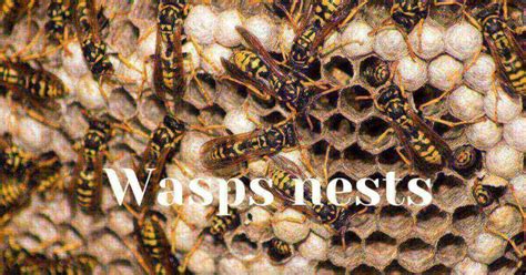 Different Types Of Wasp Nests And Their Identification