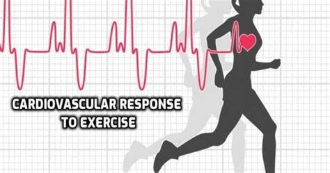 Cardiovascular Response To Exercise • Bodybuilding Wizard