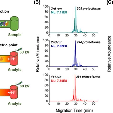 Schematic About The Differences Of Bup Tdp And Native Proteomics