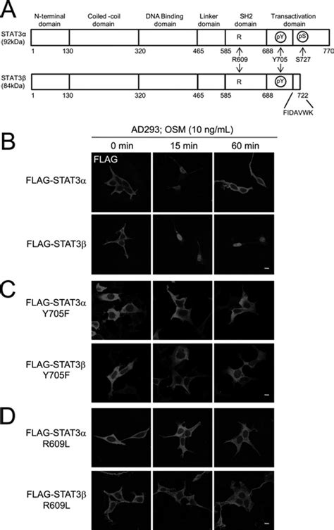 Stat3α And Stat3β Are Stat3 Spliceforms With Different Download