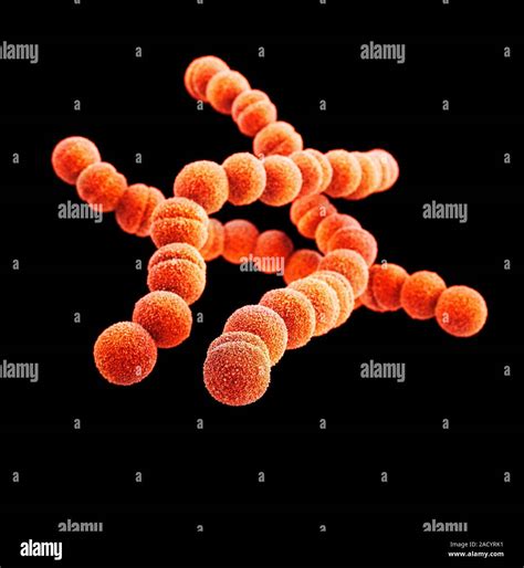 Streptococcus Pyogenes Bacteria 3d Computer Illustration Of