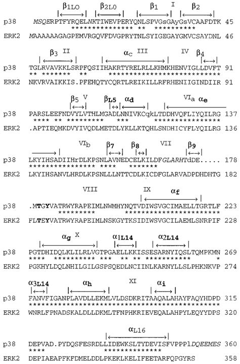 Structure Based Sequence Alignment Alignment Of The Human P38 Csbp2