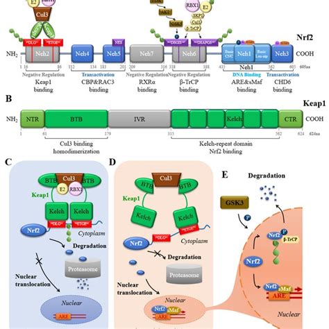 Detailed Schematic Diagram Of Nrf2 Related Signaling Pathway