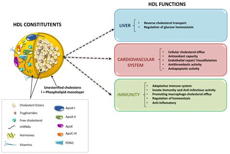 Ijms Free Full Text Advances In Hdl Much More Than Lipid Transporters