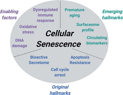 Enabling Factors And Hallmarks Of Cellular Senescence Cellular