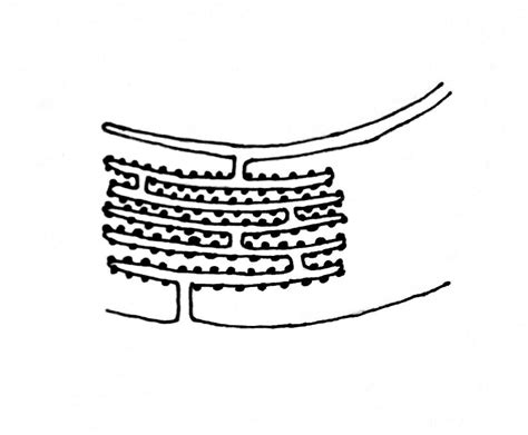 Endoplasmic Reticulum Definition Structure Types Functions