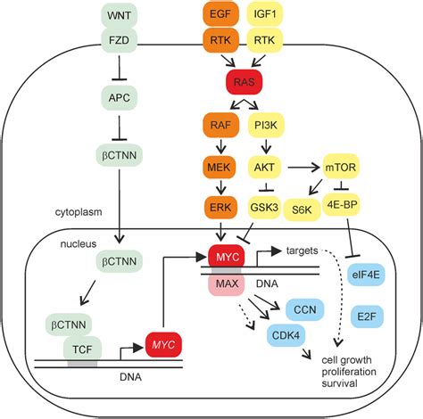 Myc Signaling Schematic Depiction Of Selected Signaling Pathways