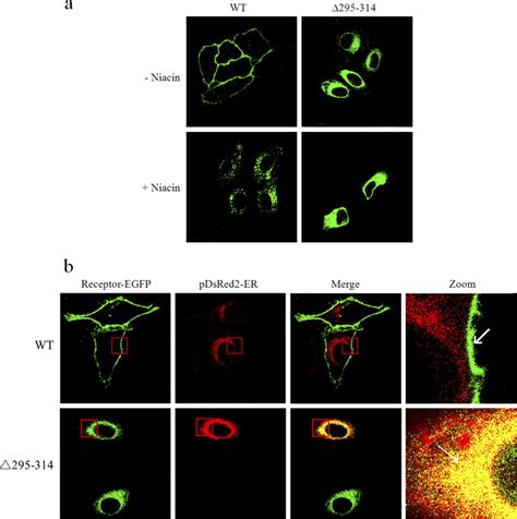 The C Terminal Domain Between Residues Y295 And Q314 Plays An Essential