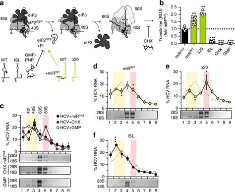 Ribosome Profiling A Schematic Representation Of Translation Initiation