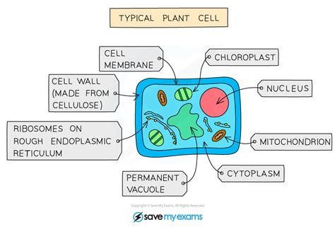 Edexcel Igcse Biology Double Science 复习笔记 1 2 2 Eukaryotic Organisms