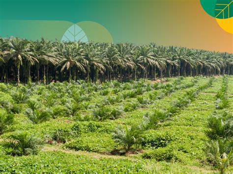 Daftar Provinsi Dengan Perkebunan Kelapa Sawit Terbesar Di Indonesia