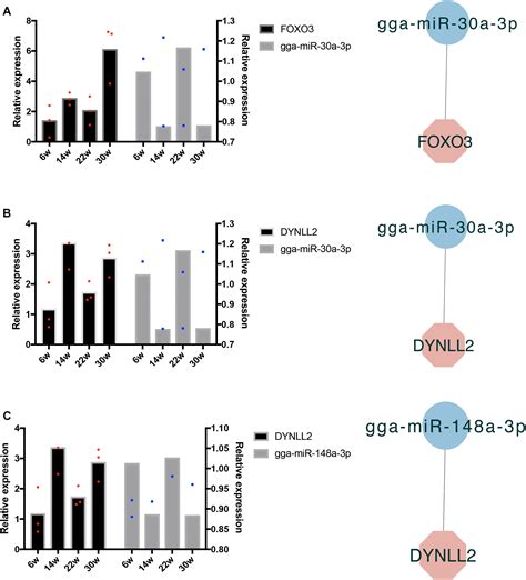 Frontiers Analyses Of Microrna And Mrna Expression Profiles Reveal