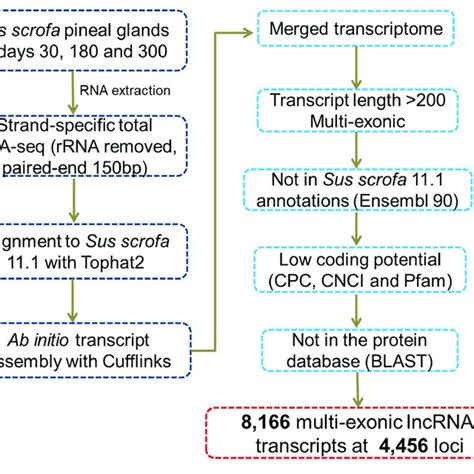 Pipeline For The Identification Of Novel Lncrnas Download