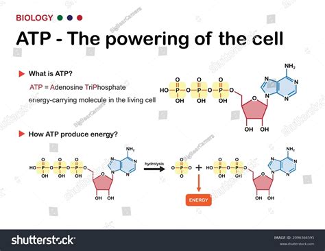 Biology Diagram Show Atp Adenosine Triphosphate Royalty Free Stock