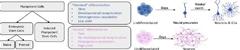 Neural Differentiation Protocols How To Choose The Correct Neural