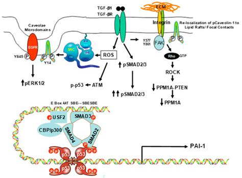 Biomolecules Free Full Text The Tgf β1 P53 Pai 1 Signaling Axis In