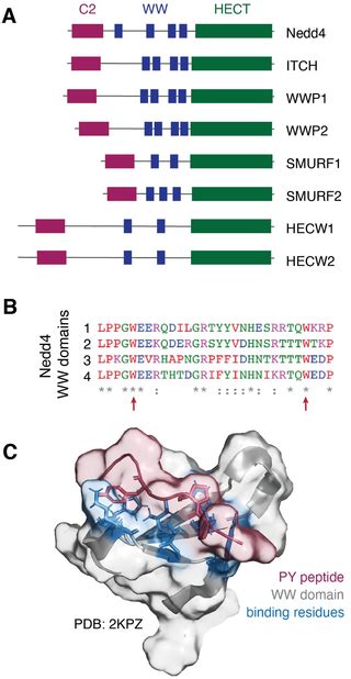 Predicting Py Motif Mediated Protein Protein Interactions In The Nedd4