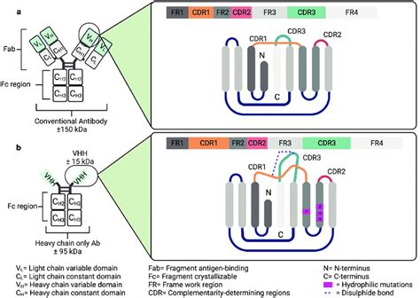 Schematic Representation Of The Architecture Of A Conventional