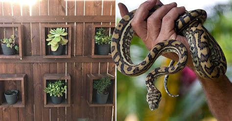 can you spot the six foot python hidden inside this photograph metro