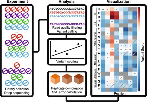 A Statistical Framework For Analyzing Deep Mutational Scanning Data
